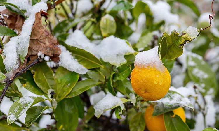 Heladas, como prevenir el campo – Frutas Marol | La mejor selección