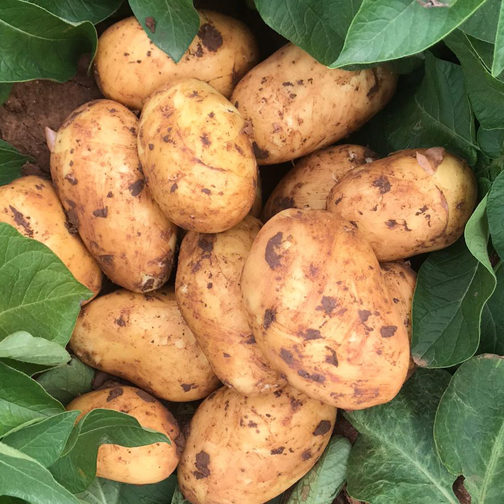 New potato – Frutas Marol | La mejor selección